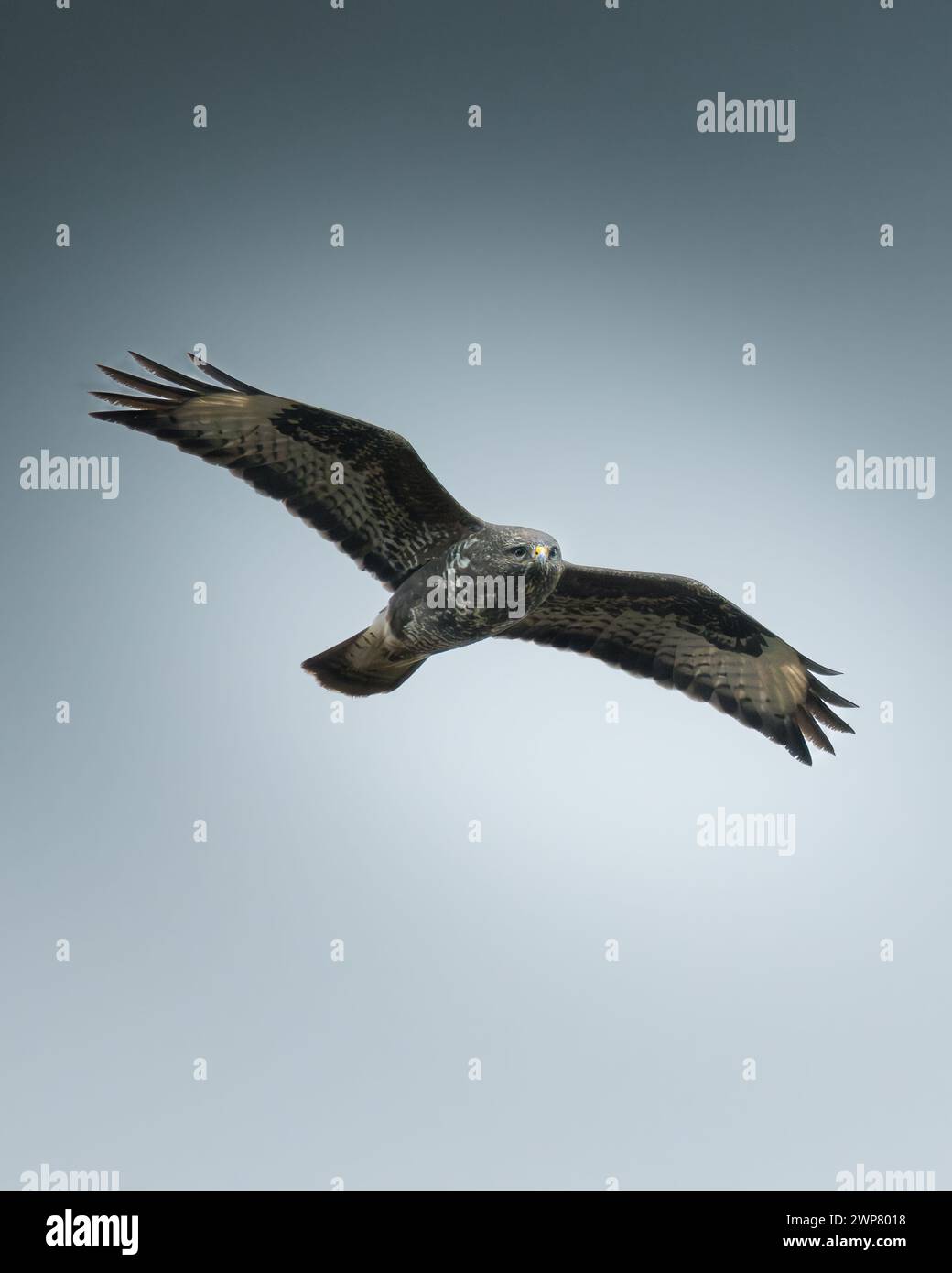 Grey falcon hi-res stock photography and images - Alamy
