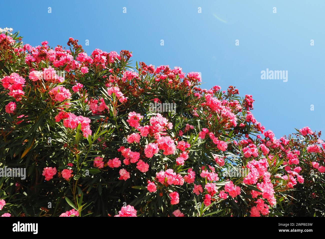 Oleander, Nerium oleander Apocynaceae, is a poisonous shrub. It is ...