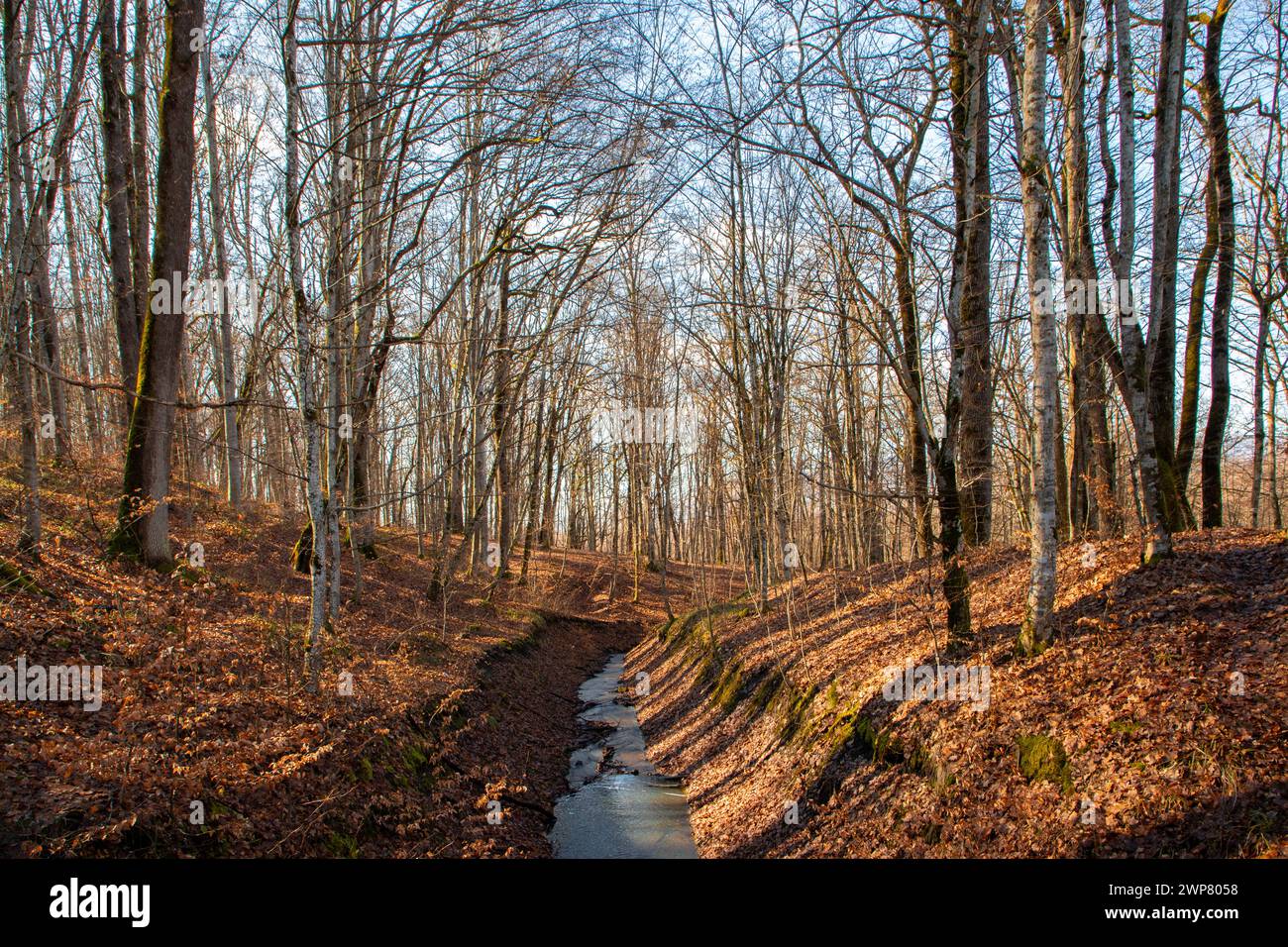 Scenic panoramic forest pathway hi-res stock photography and images - Alamy