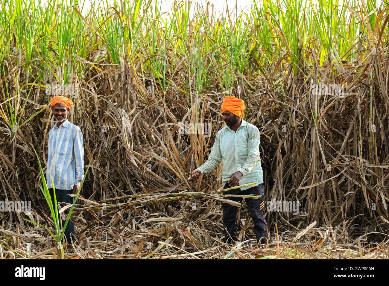 Sugar Cane Plantation