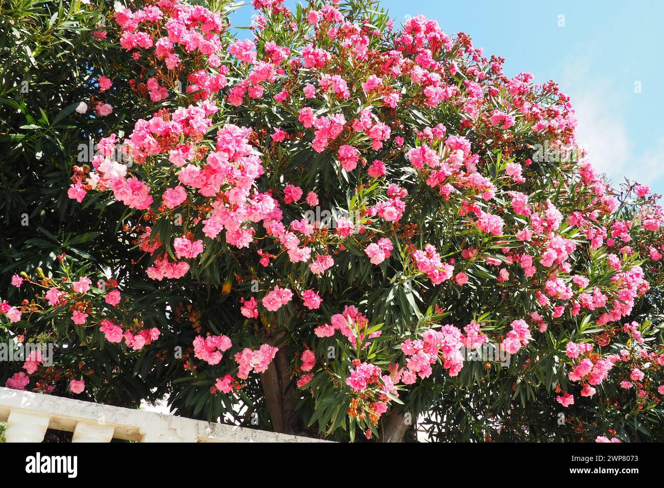 Oleander, Nerium oleander Apocynaceae, is a poisonous shrub. It is used ...
