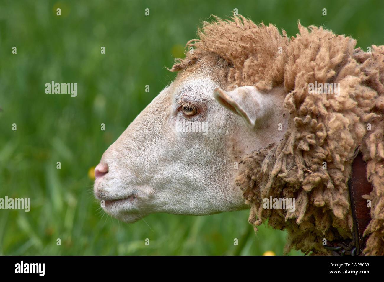 Shaggy sheep hi-res stock photography and images - Alamy