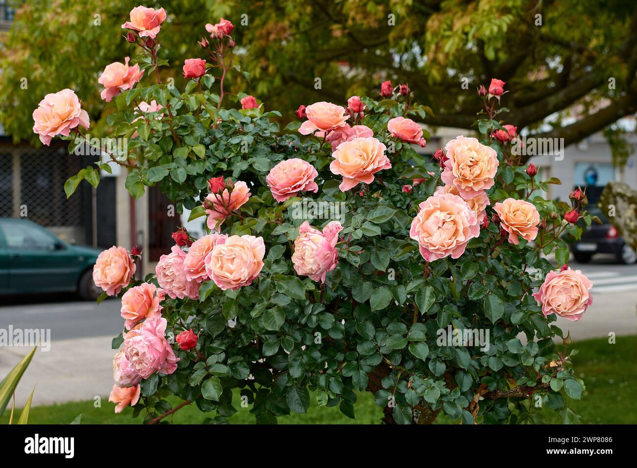 A bush with Pink roses by a road with passing cars Stock Photo - Alamy
