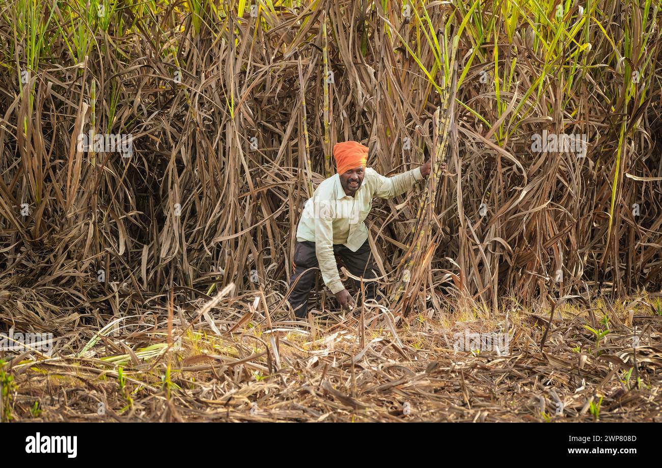 Sugarcane field india hi-res stock photography and images - Alamy