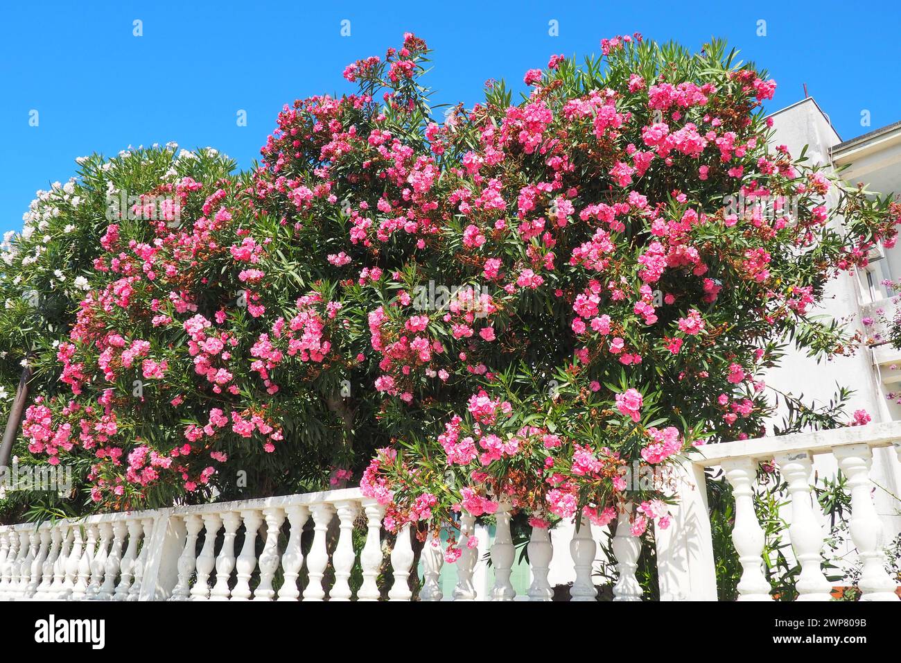 Oleander, Nerium oleander Apocynaceae, is a poisonous shrub. It is used ...