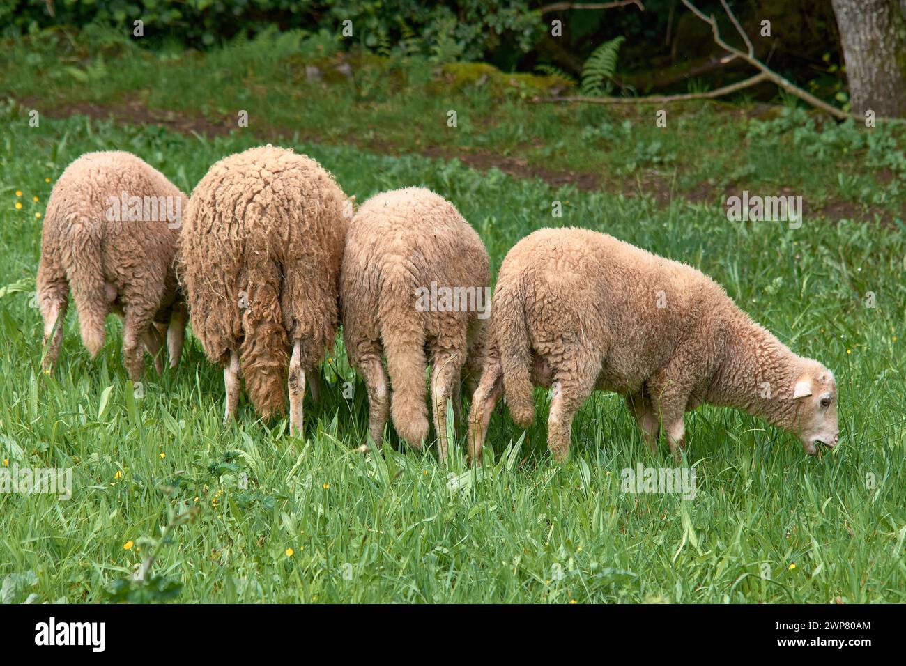 Sheep terrain hi-res stock photography and images - Alamy
