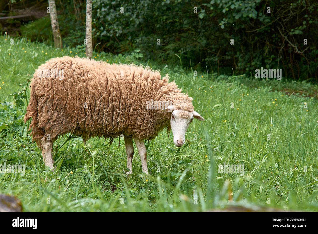 A shaggy wool sheep in a green grass field Stock Photo - Alamy