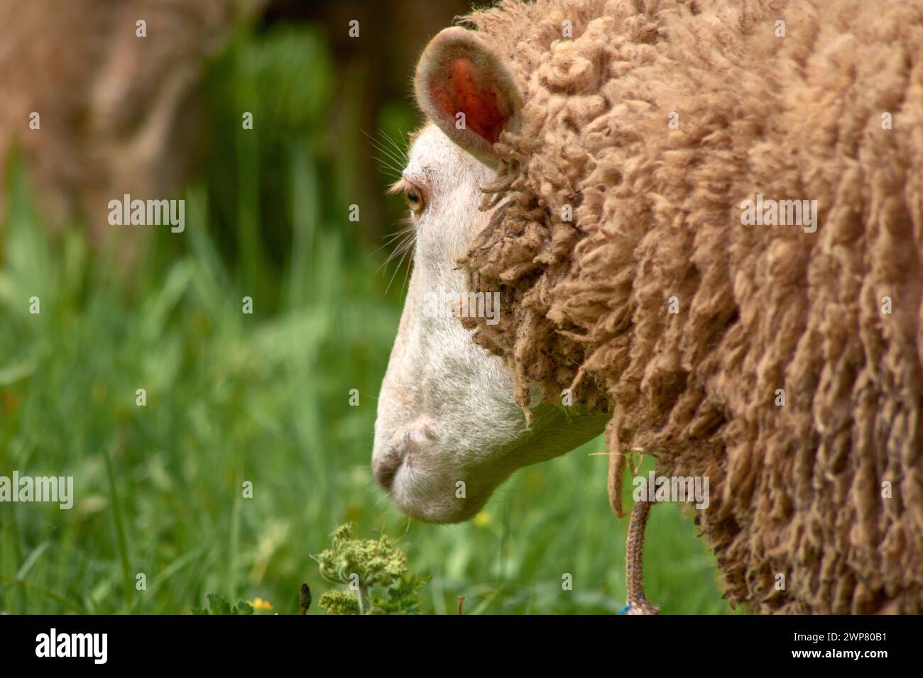 A shaggy wool sheep in a green grass field Stock Photo - Alamy