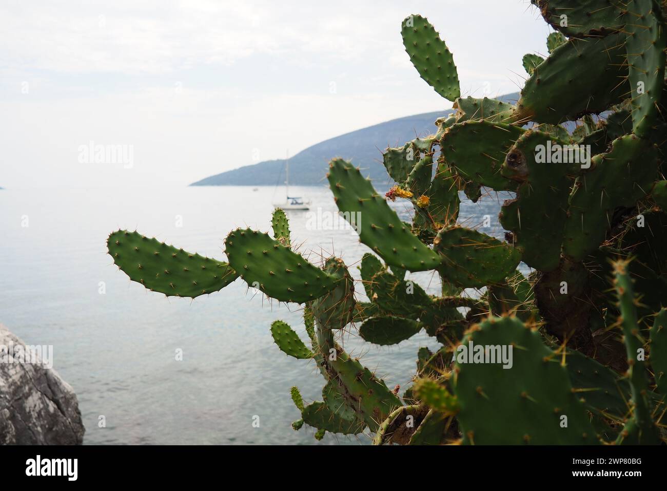 Opuntia, the prickly pear cactus, is a genus of flowering plants in the ...