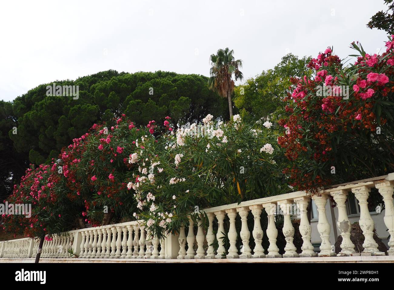 Oleander, Nerium oleander Apocynaceae, is a poisonous shrub. It is used ...