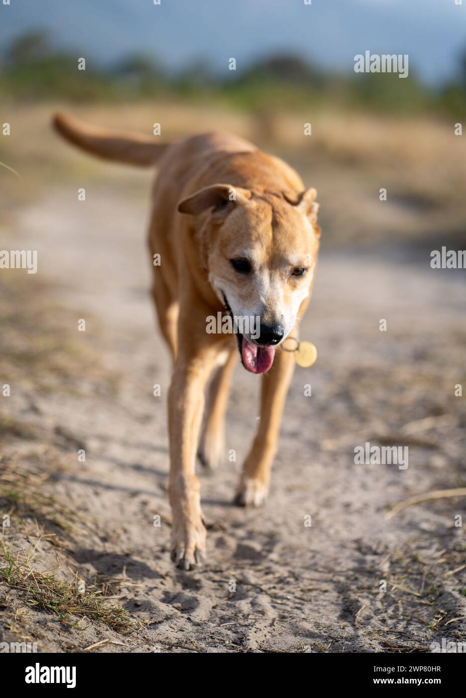A dog strolling along a dusty path Stock Photo - Alamy