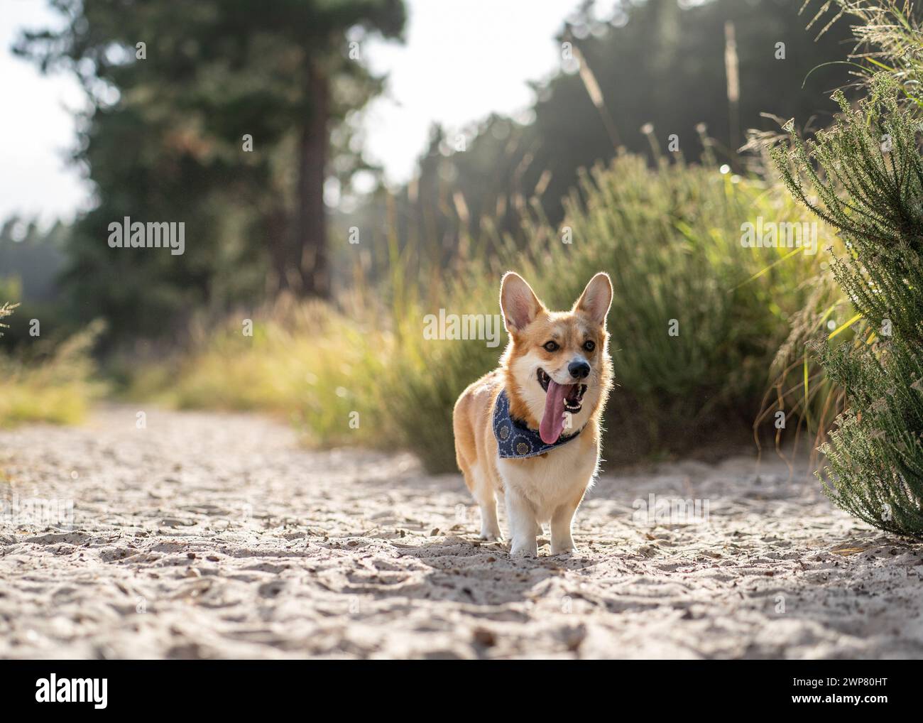 A dog strolling on a dusty path with tall grass Stock Photo - Alamy