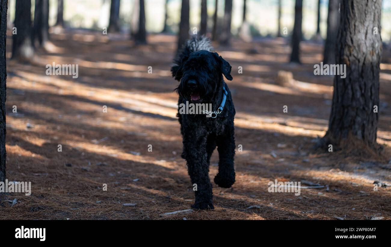 Black dog in forest greenery hi-res stock photography and images - Alamy