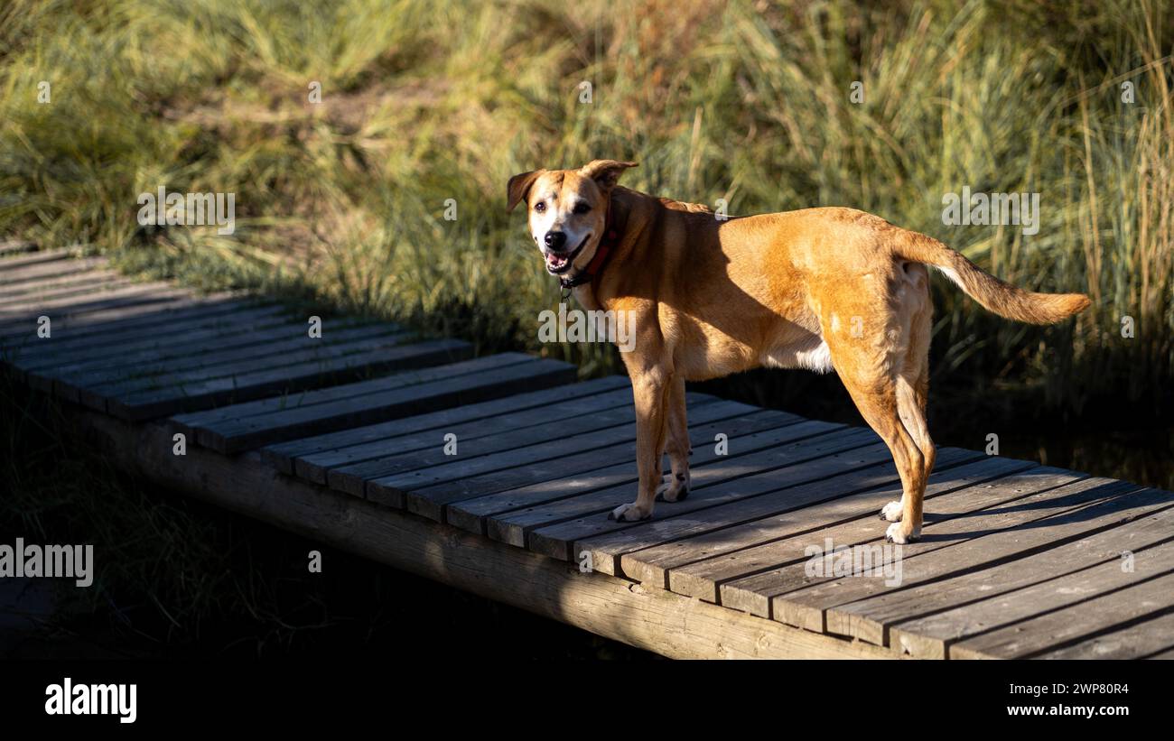 Wooden bridge stands hi-res stock photography and images - Alamy