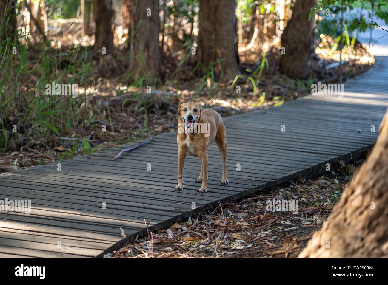 Dog on boardwalk in forest Stock Photo - Alamy