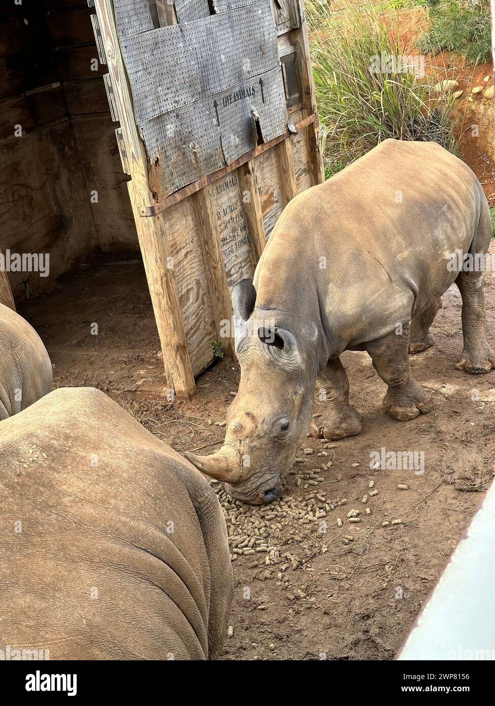 Horned rhinoceroses hi-res stock photography and images - Alamy