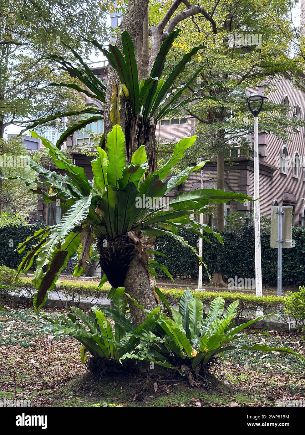 A plant emerges from a tree in a grassy yard Stock Photo - Alamy