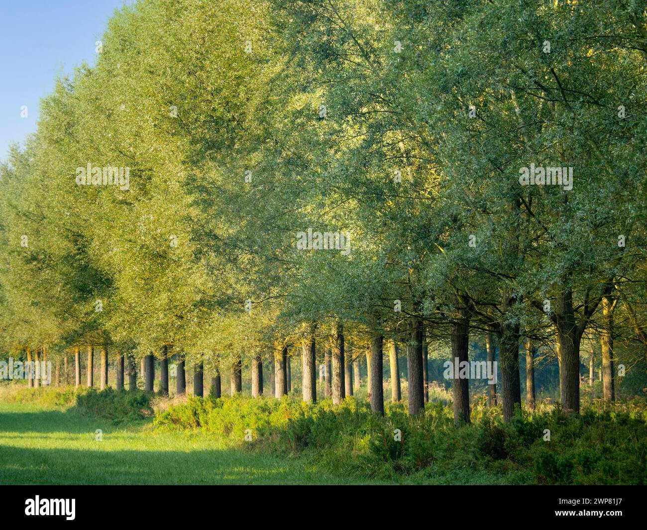 One of my favourite row of trees, anywhere. And it happens to be in my ...