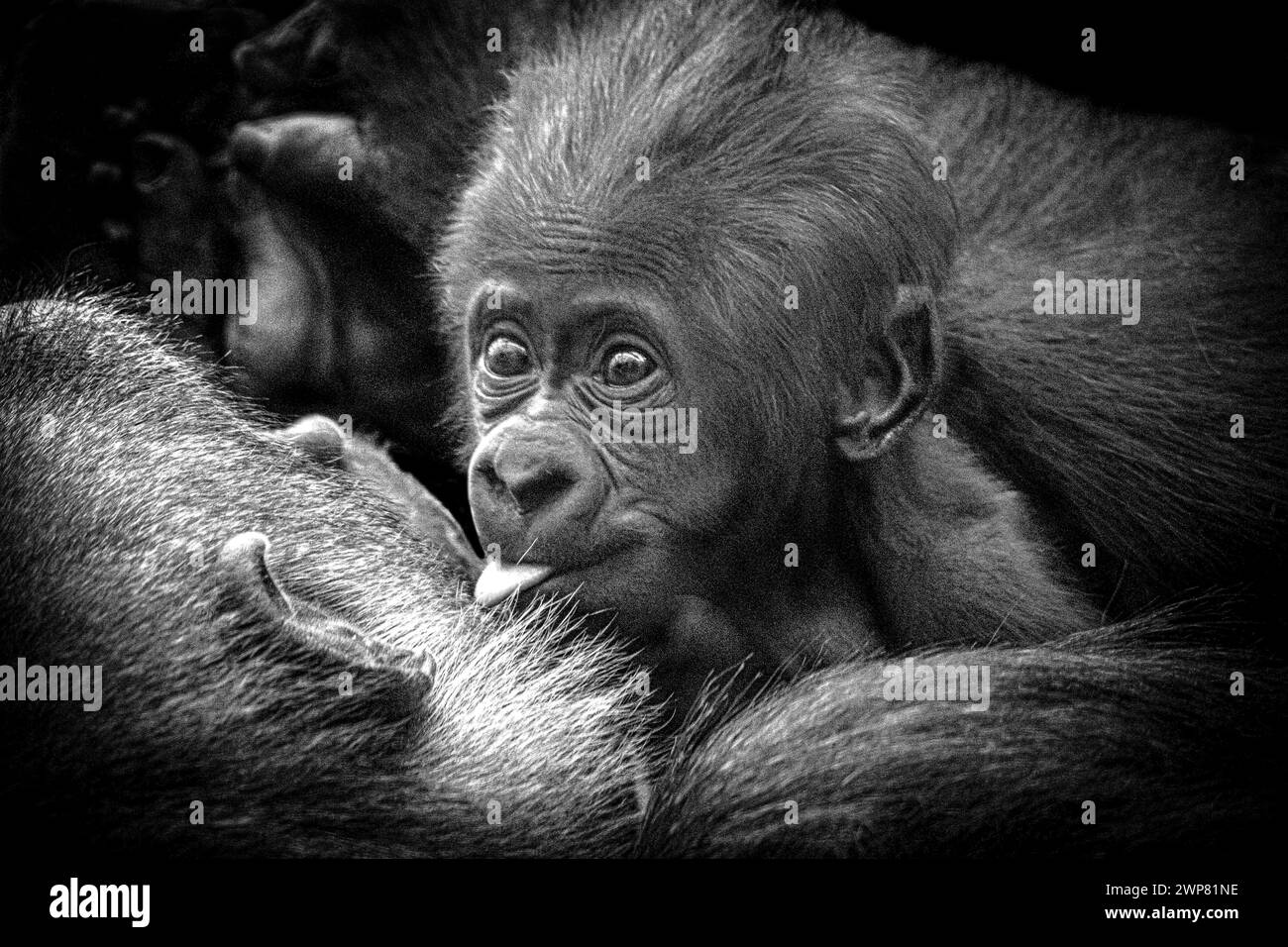 Cheeky six week old gorilla baby sticks its tongue out at mum Mjuku ...