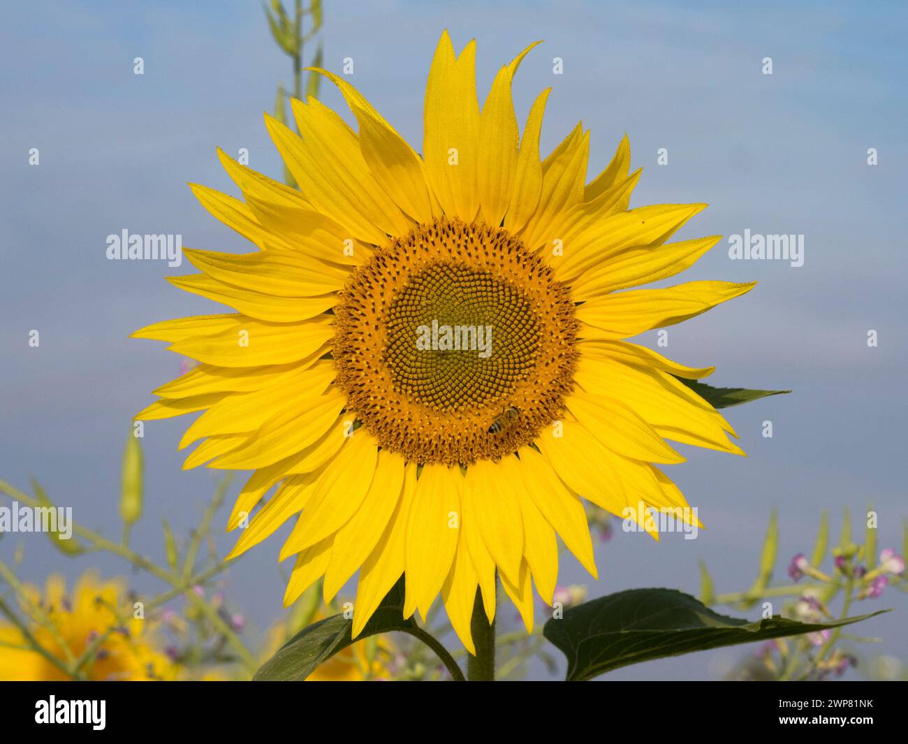 Sunflowers put on a spectacular show every late summer throughout ...