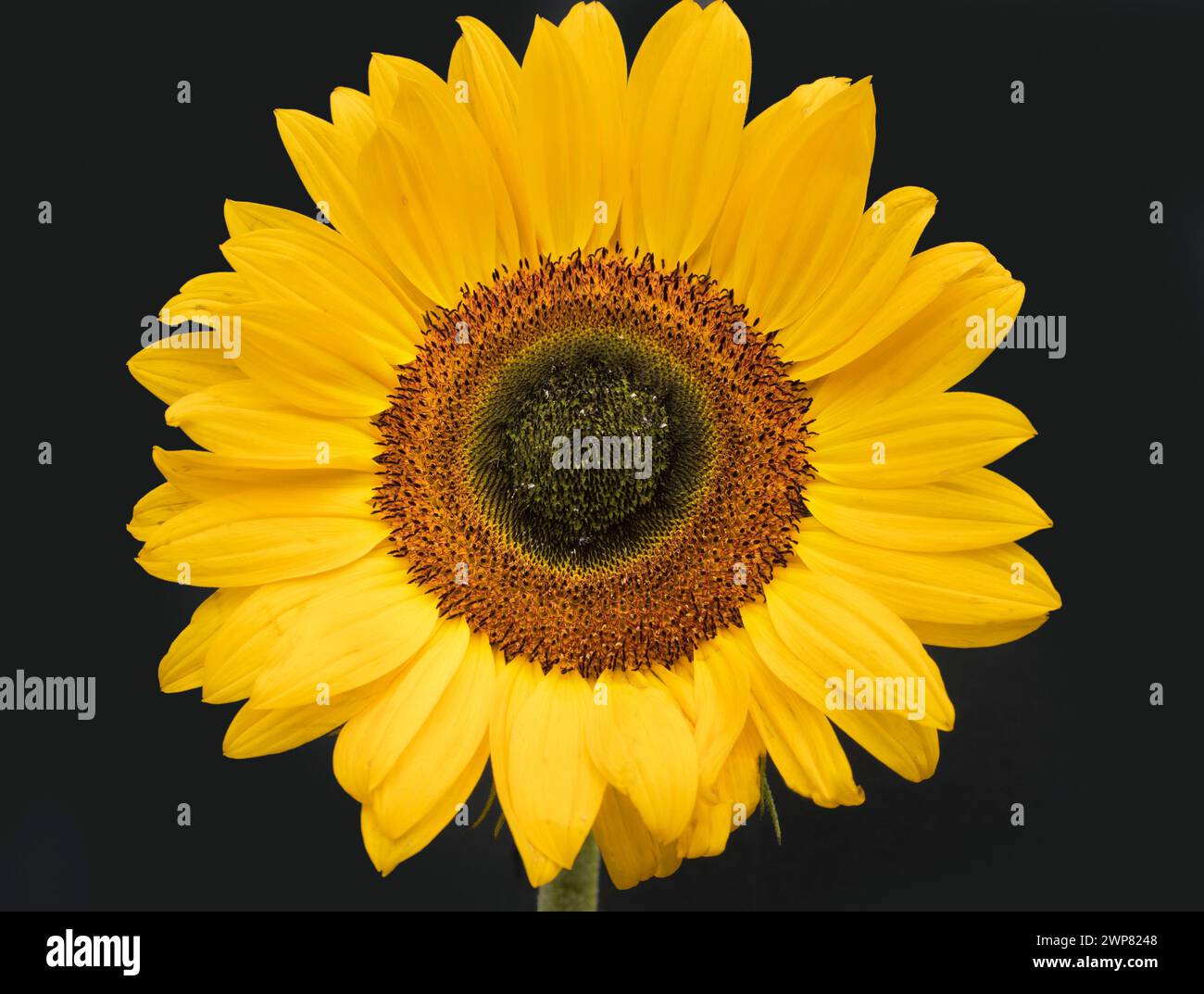 Sunflowers put on a spectacular show every late summer in our village ...
