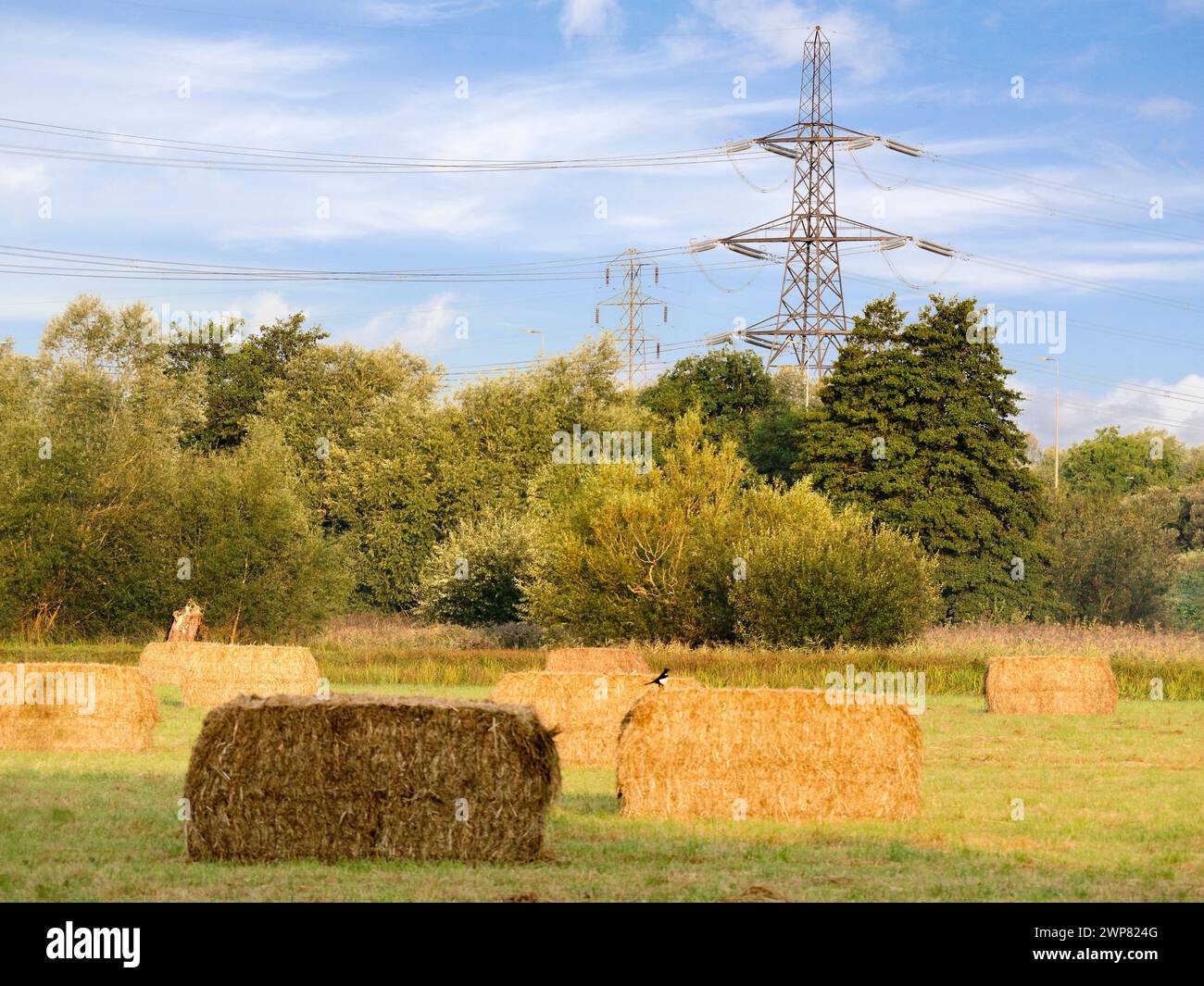Row rolls hay in hi-res stock photography and images - Alamy