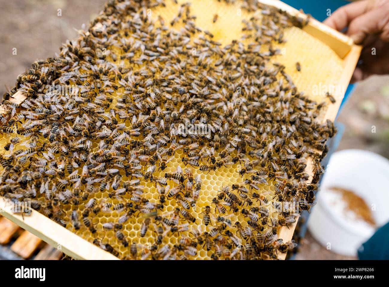 Fantastic beehive producing honey nature hi-res stock photography and ...