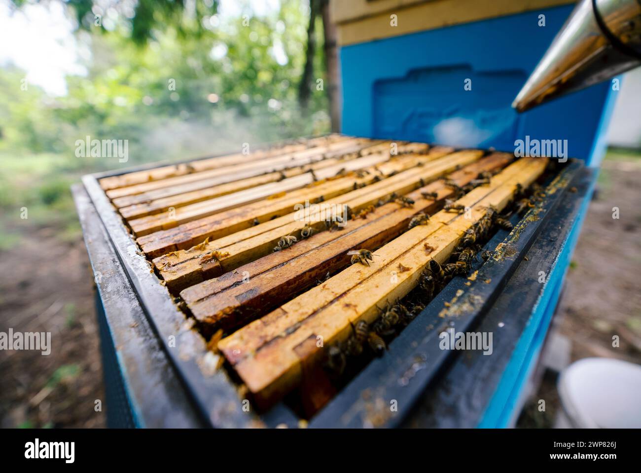 Fantastic beehive producing honey, nature, man and bee, sweet honey ...