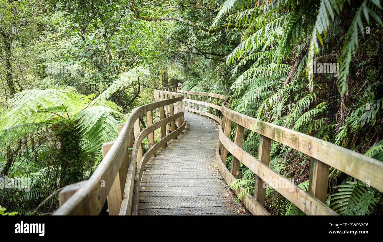 Curving wooden pathway leading through dense jungle forest shot in New ...