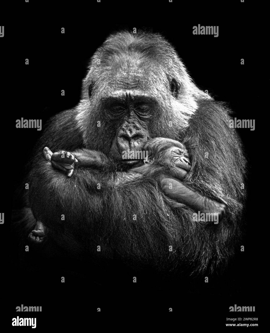 Intimate animals Black and White Stock Photos & Images - Alamy