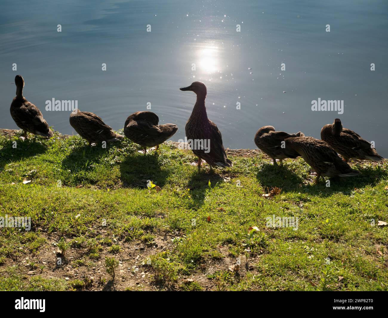 Just by Donnington Bridge on the Thames, we see a line of ducks warming ...