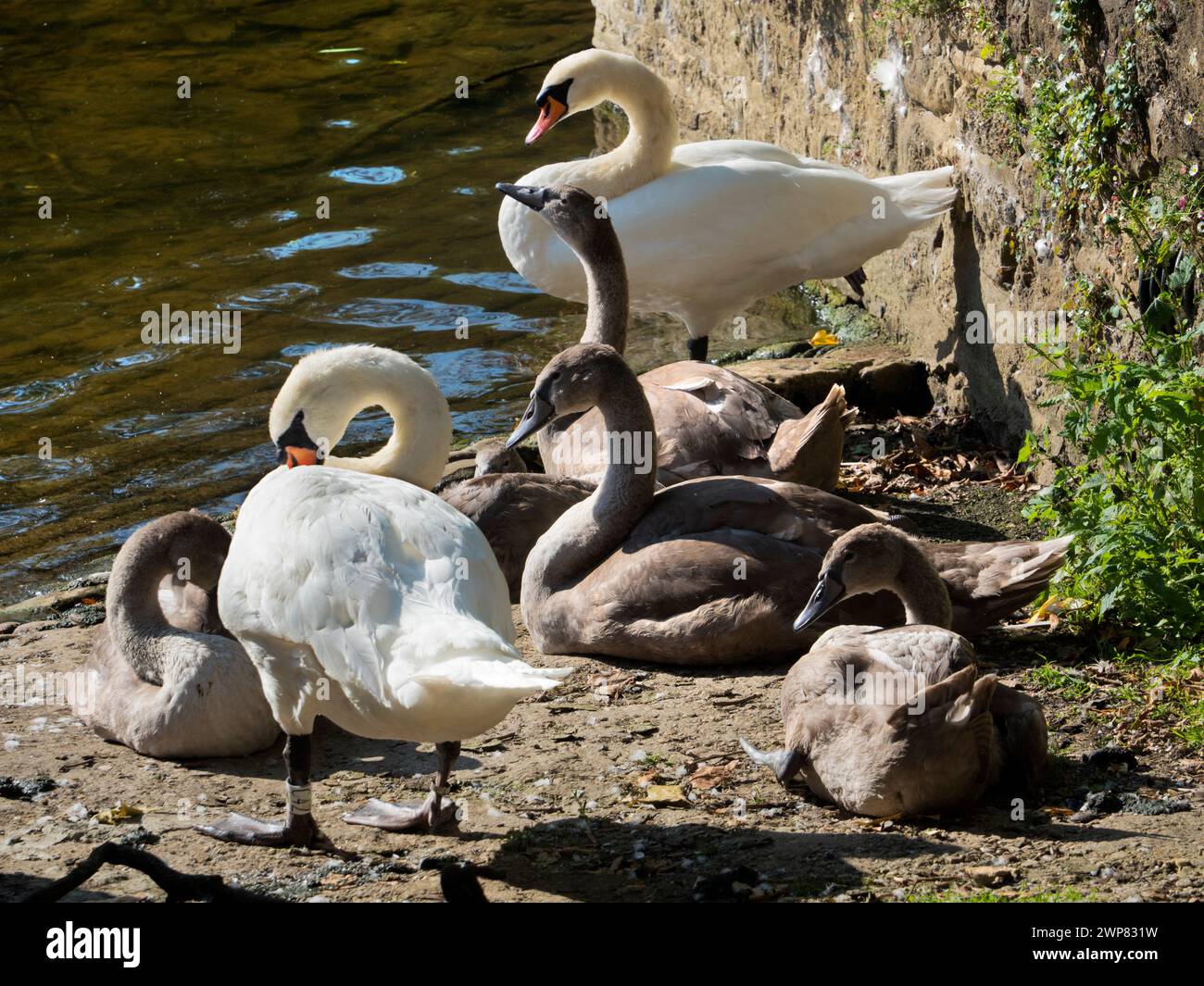 Saint Helen's Wharf is a noted beauty spot on the River Thames, just ...