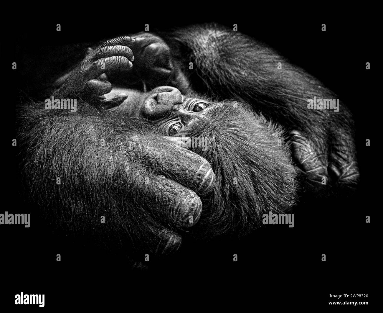 Intimate animals Black and White Stock Photos & Images - Alamy