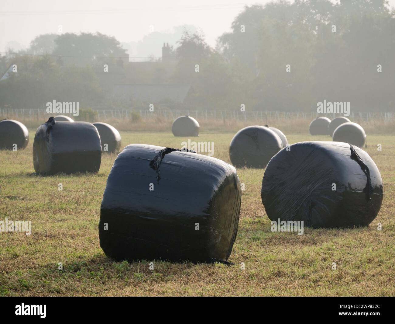 What are the mysterious shiny black bags in a field outside Radley ...