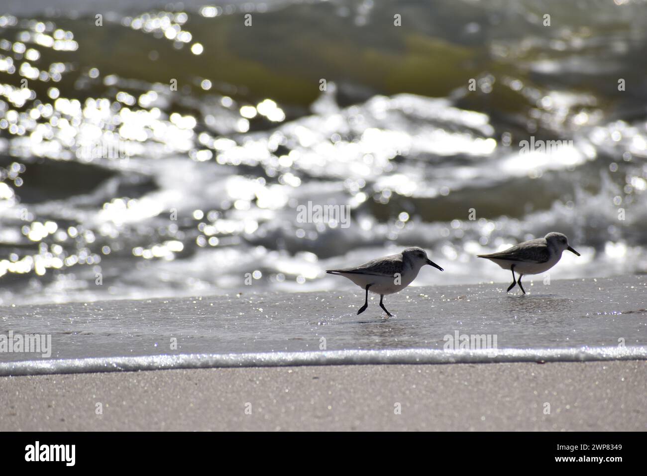 Water walking birds hi-res stock photography and images - Alamy