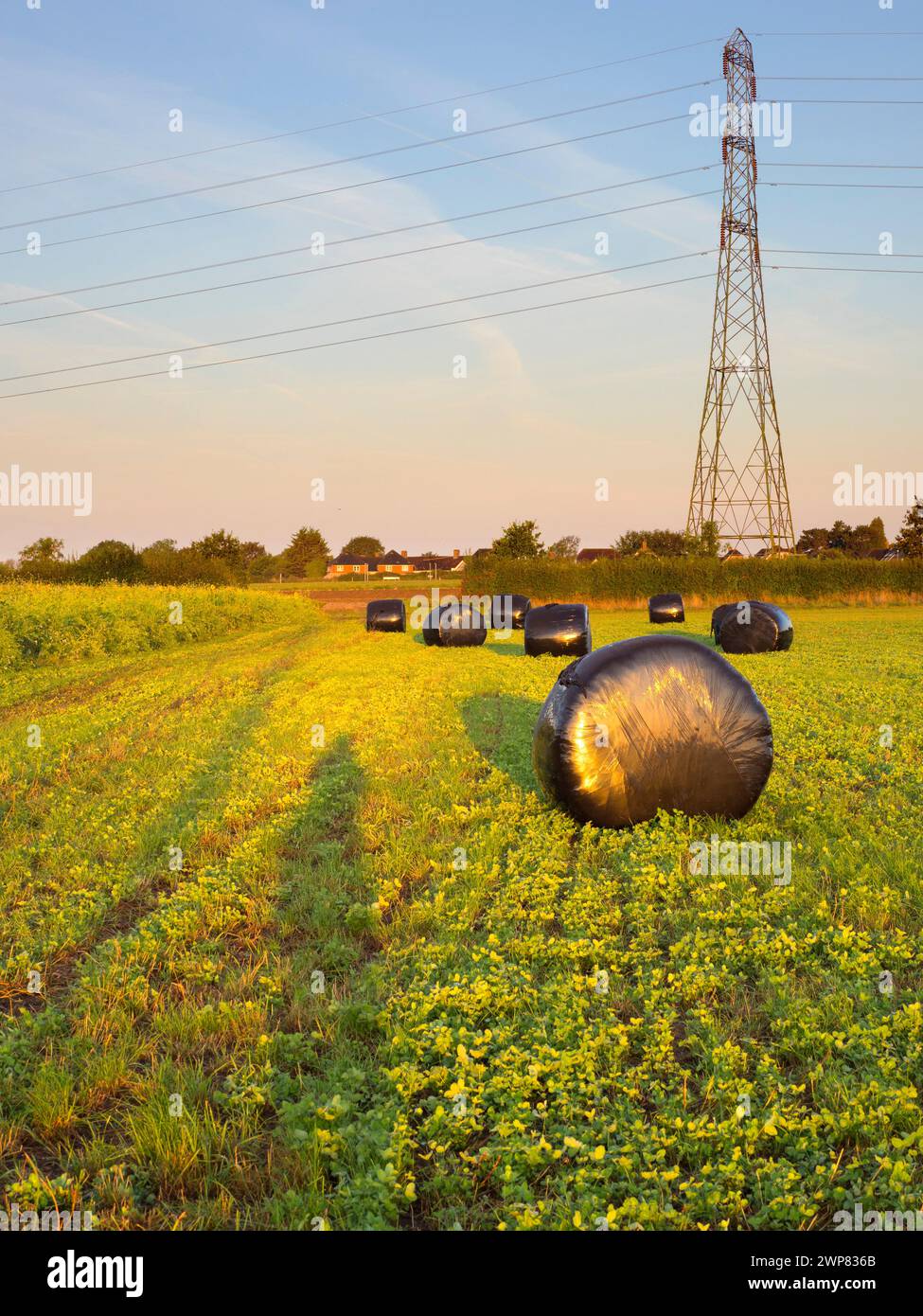 I love electricity pylons; I find their abstract, gaunt shapes ...