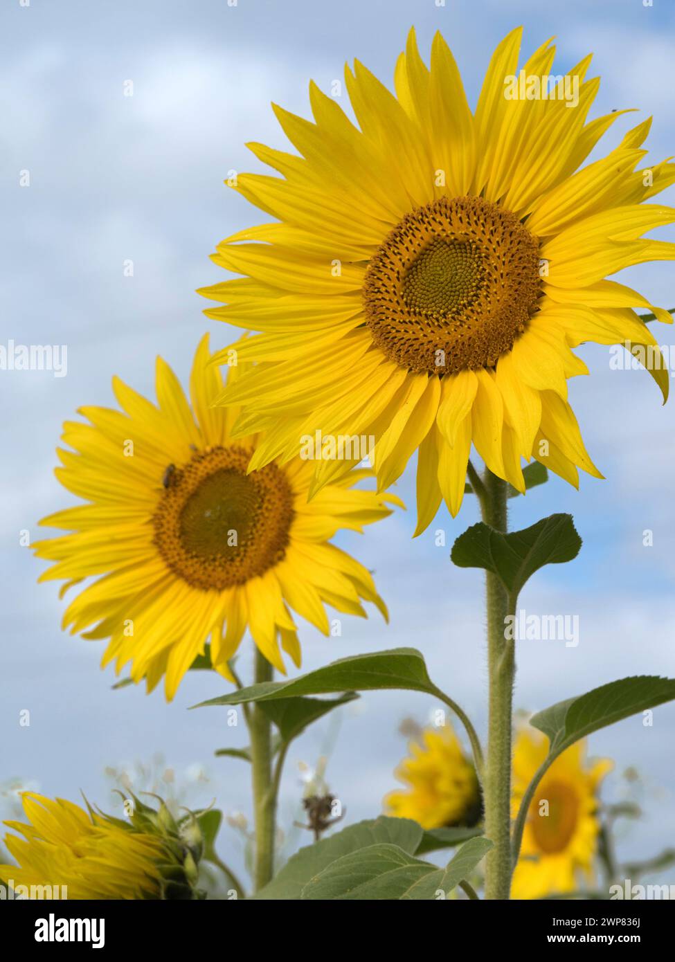 Sunflowers put on a spectacular show every late summer throughout ...