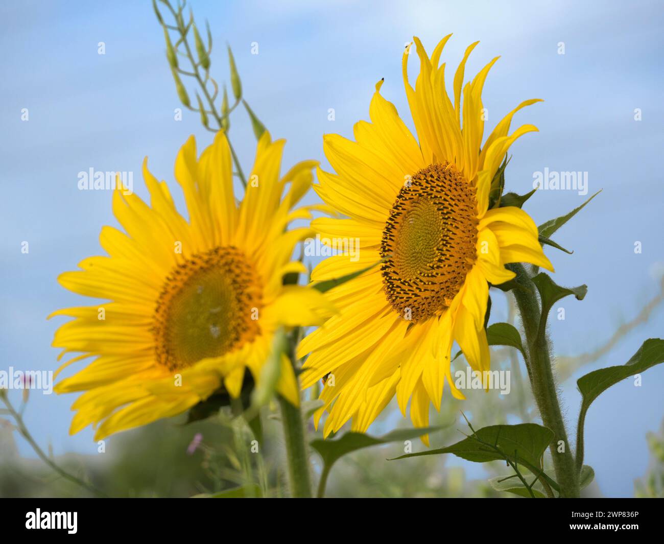 Sunflowers put on a spectacular show every late summer throughout ...