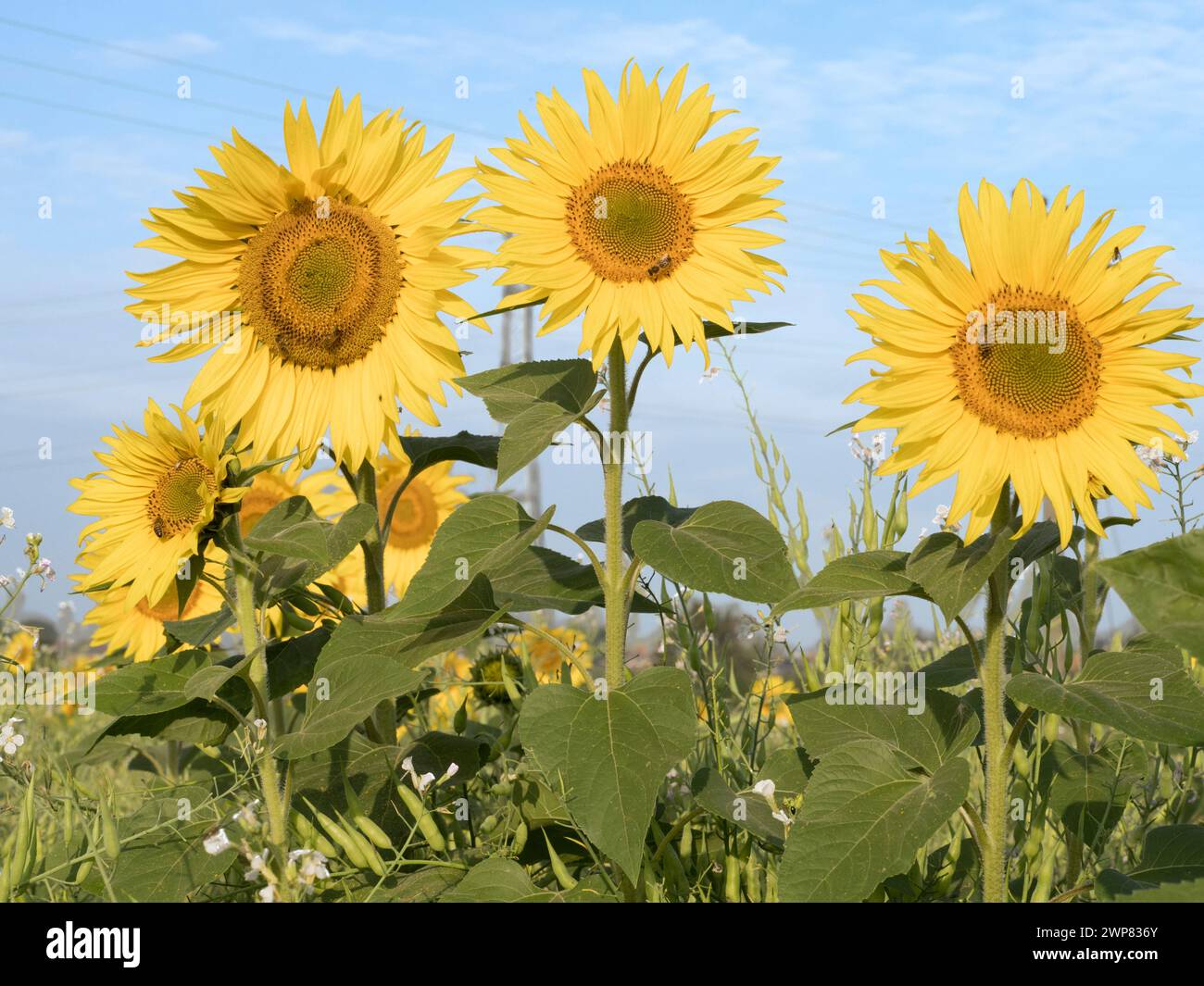 Sunflowers put on a spectacular show every late summer throughout ...