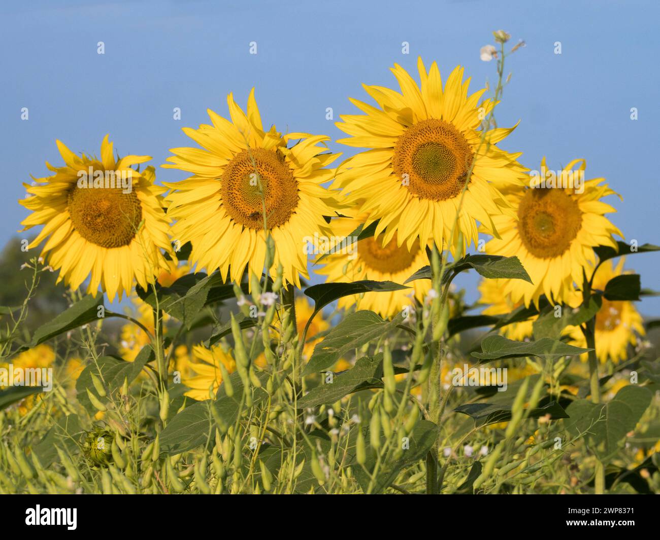 Sunflowers put on a spectacular show every late summer throughout ...