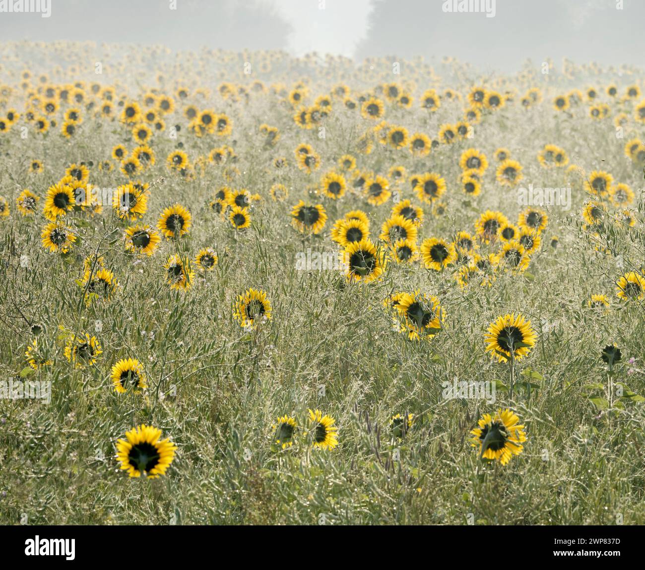Sunflowers put on a spectacular show every late summer throughout ...