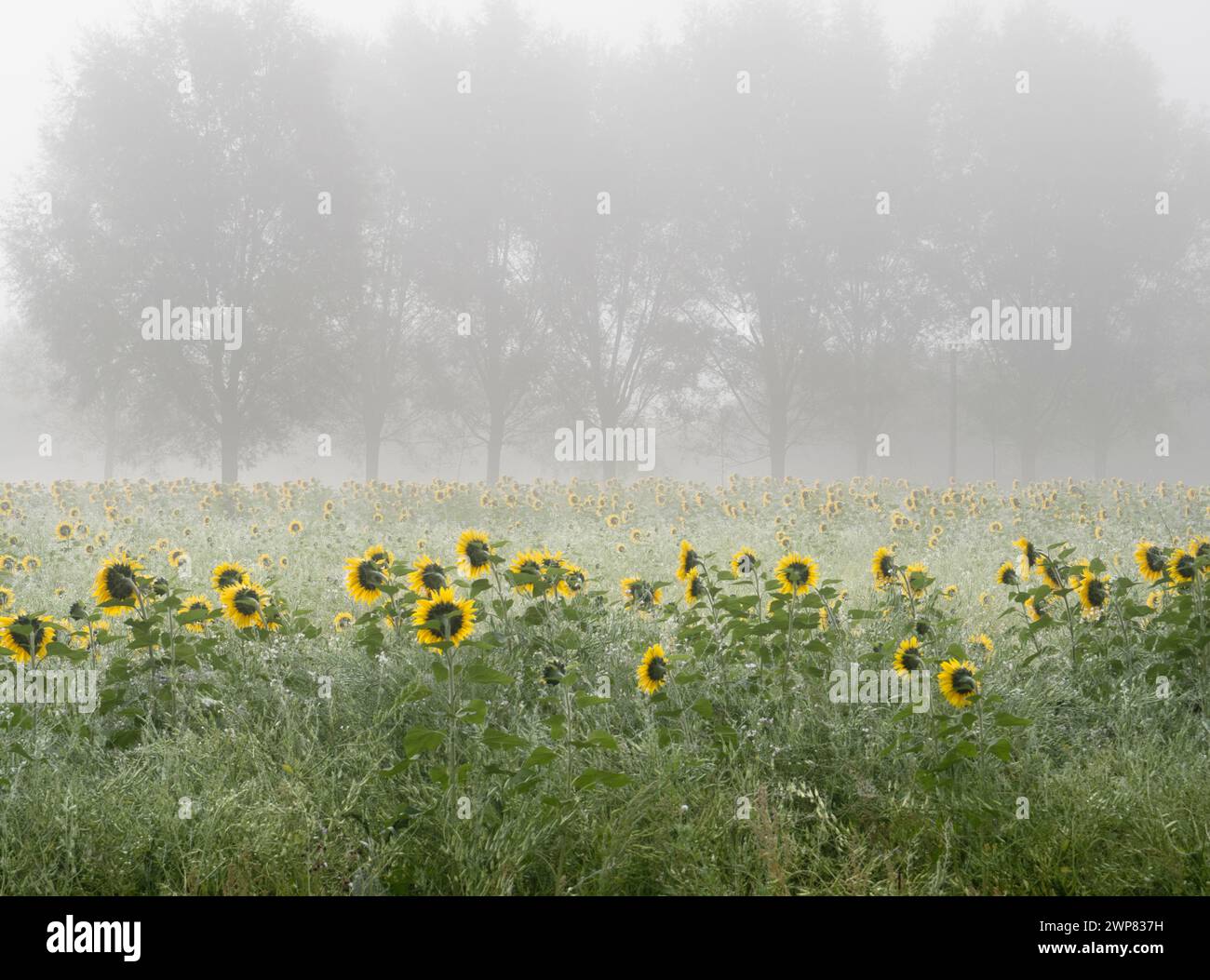 Sunflowers put on a spectacular show every late summer throughout ...