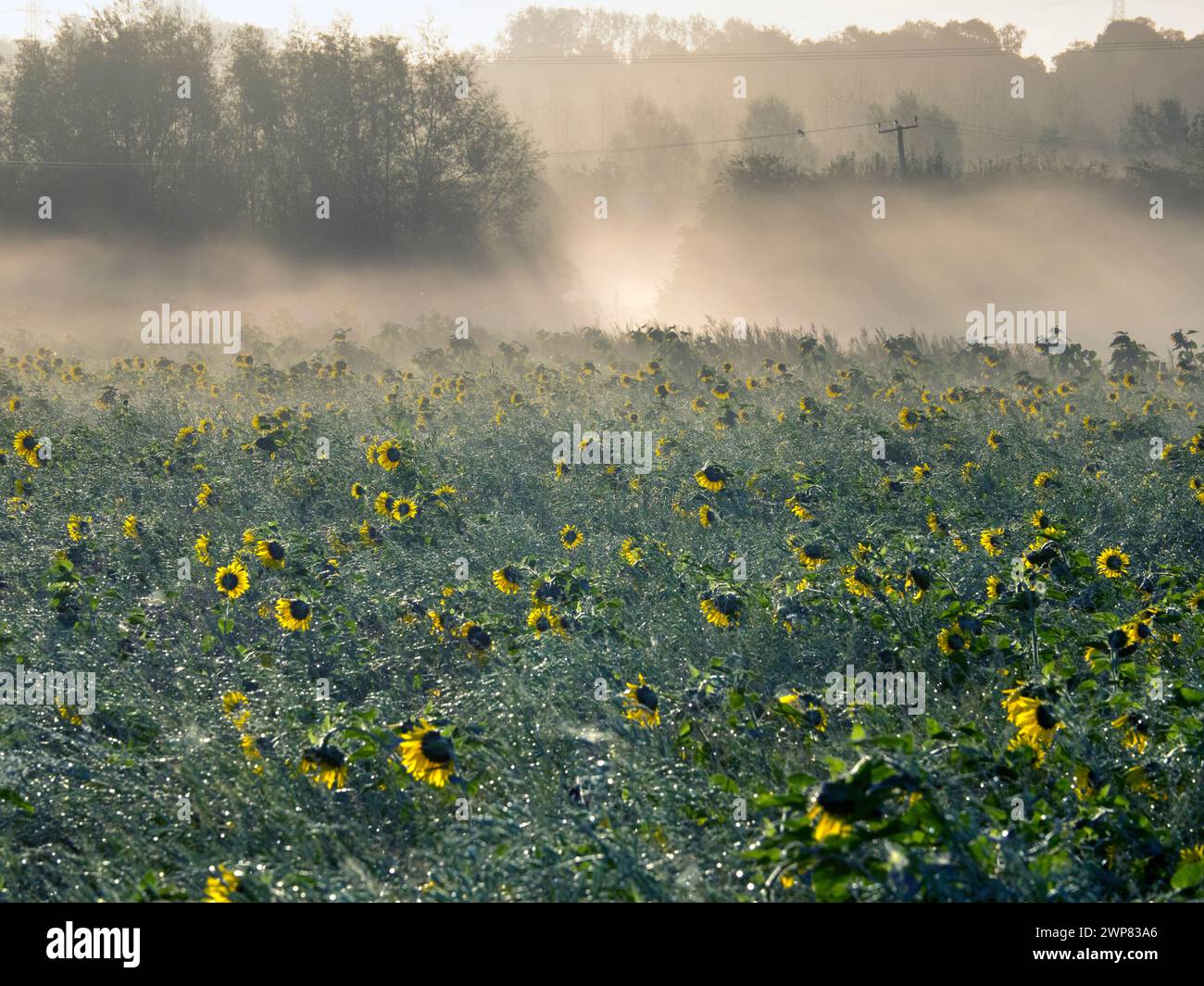 Sunflowers put on a spectacular show every late summer throughout ...
