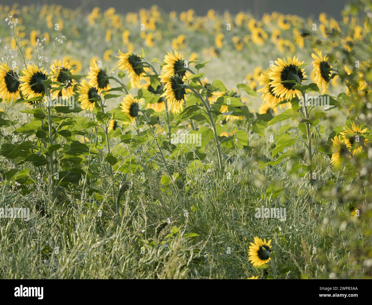 Sunflowers put on a spectacular show every late summer throughout ...