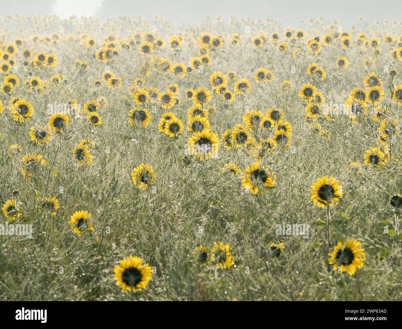 Sunflowers put on a spectacular show every late summer throughout ...