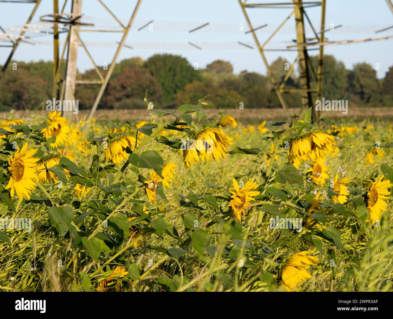 Sunflowers put on a spectacular show every late summer throughout ...
