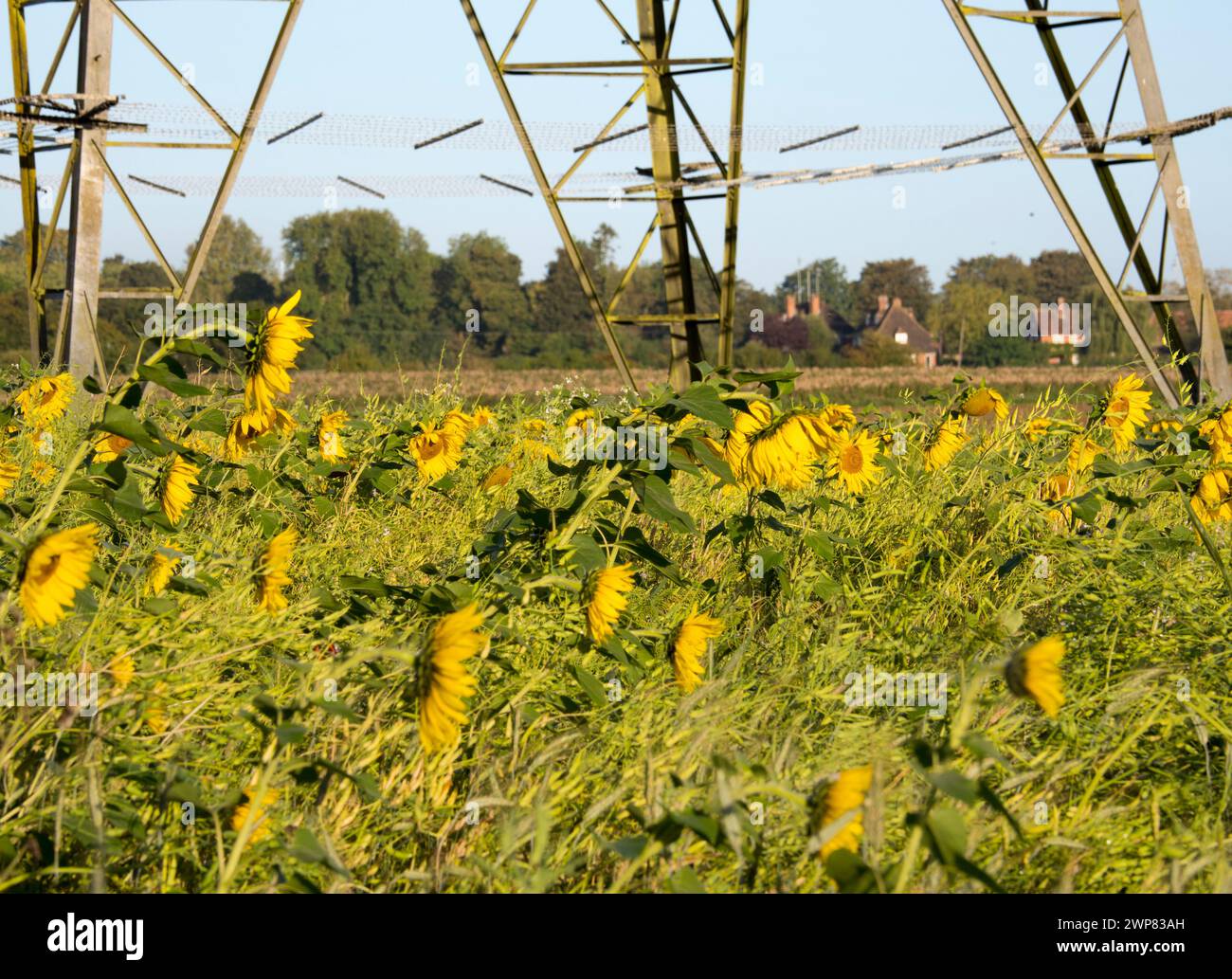 Sunflowers put on a spectacular show every late summer throughout ...