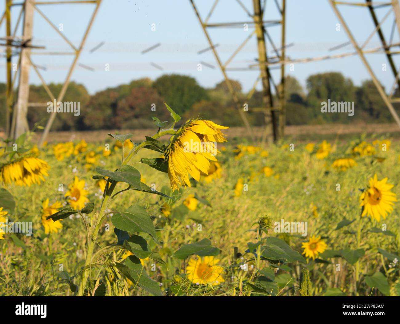 Sunflowers put on a spectacular show every late summer throughout ...