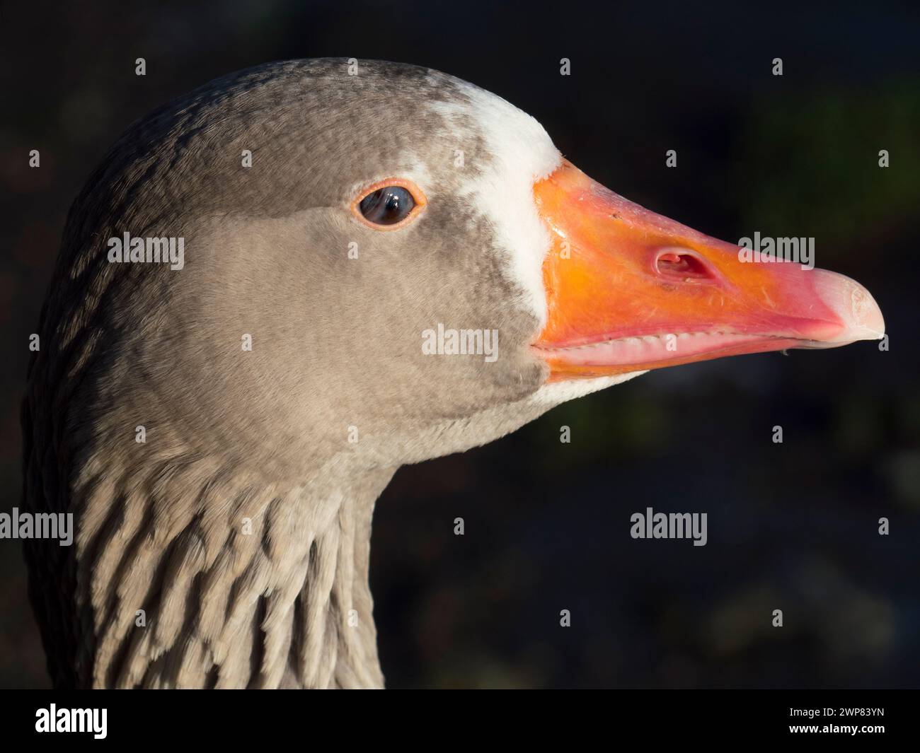 Geese used to be kept as watch animals in Ancient Rome - in particular ...