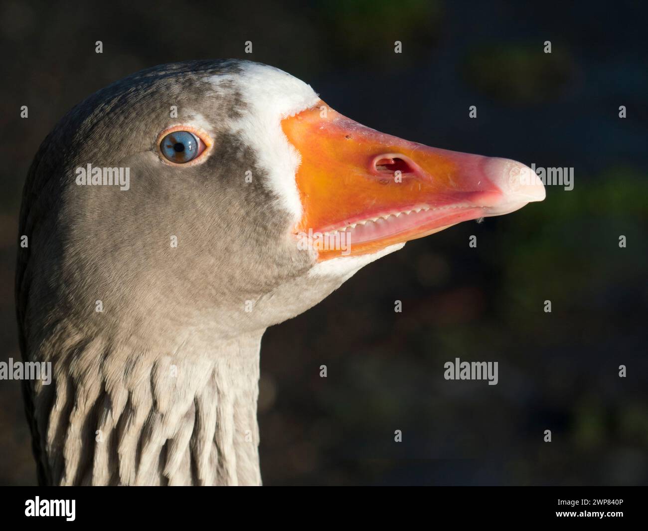 Geese used to be kept as watch animals in Ancient Rome - in particular ...